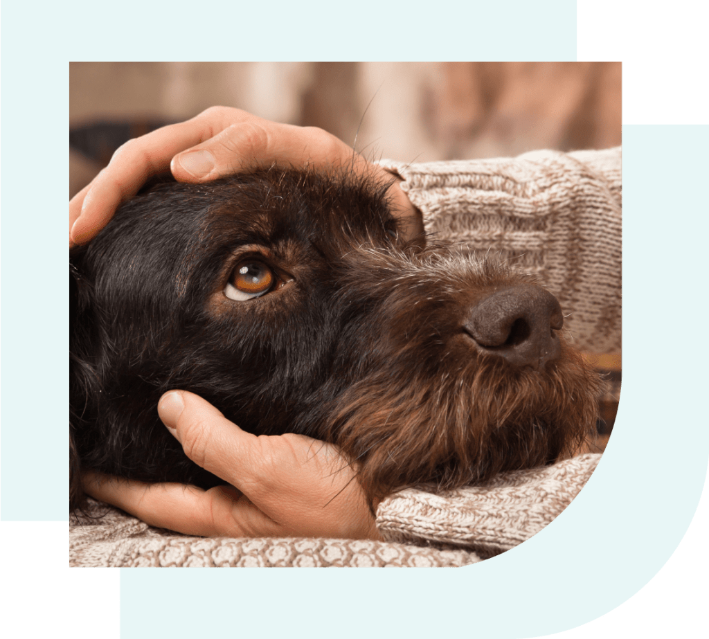 Veterinary & Pet Care Loans | United Credit